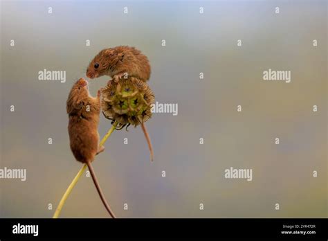Two Curious Harvest Mice Meet On A Delicate Seed Head Appearing To Two Curious Harvest Mice Meet On A Delicate Seed Head Appearing To