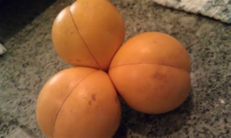 Kruizing With Kikukat Mystery Fruit Smooth Orange Tree Growing