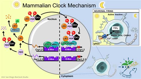 Common Clock Mechanism Graphics Tool The BioClock Studio