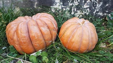 무료 이미지 붉은 잎 딸기 잎 잔디 벽 가을 수확 겨울 스쿼시 쑥쑥 호박 칼 바자 야채 현지 음식 오이 박과 멜론 가족 생기게 하다 상품