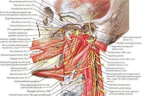 Cervical Plexus Netter