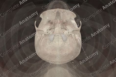 Bones Of Neurocranium Complete Anatomy