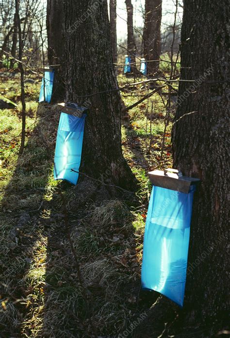 Maple Sap Collection Stock Image E768 0463 Science Photo Library