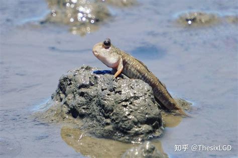弹涂鱼，生活在湿地环境中的“两栖”鱼类 知乎