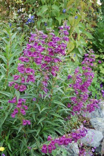 Penstemon Midnight Penstemon X Gloxinioides Midnight Midnight Beard Tongue Plant Lust