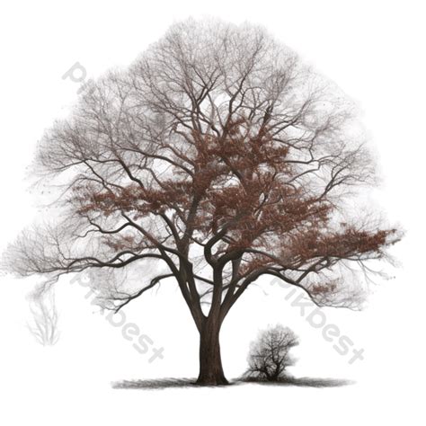 Forest Tree Isolated PNG Images PSD Free Download Pikbest
