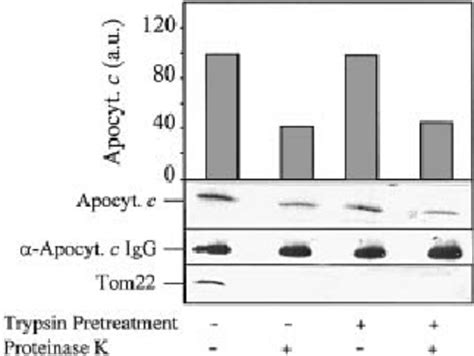 The Tom Complex Is Necessary For Apocytochrome C Translocation A