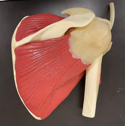 Rotator Cuff Diagram Quizlet