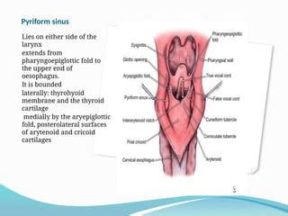 Anatomy Of The Pharynx Universitatepptx