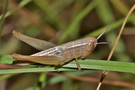 Flying Grasshopper