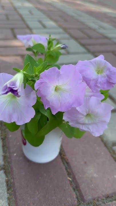 Пересадка кустовых петуний в кашпо Трилоджи, Аморе Мио, Тритуния #shots ...