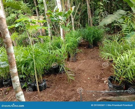 Red Ginger Garden Stock Image Image Of Lawn Plant