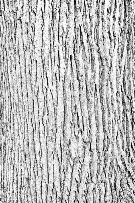 White Tree Texture Stock Photo Image Of Background Detail 85779392