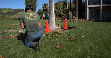 Consulting And Mapping Skyview Tree Experts