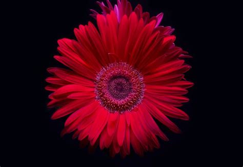 Miroslav Velev On Linkedin Кадри от първите ми стъпки във фотографията на гербер през 2020 г