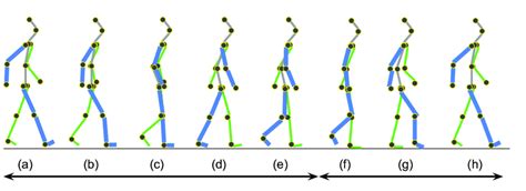 Human Gait Cycle A Initial Contact B Loading Response C