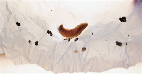 Someday Worms Might Help Recycle Your Dirty Plastic The Atlantic