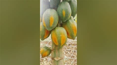 ගස්ලබු Youtube