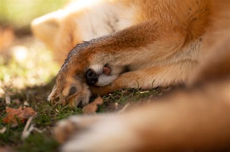 Лиса лис лисы лиска лиса живность фэндомы картинки гифки прикольные комиксы