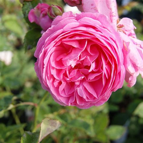 Rosa ‘Louise Odier’ – Find haveplanter