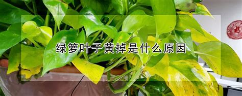 绿箩叶子黄掉是什么原因 发财农业网