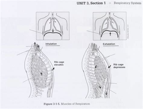 Bio 209 Lab Test 3 Muscles Of Respiration Diagram Quizlet