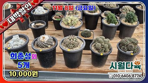 11월 8일금요일🎄선인장영상💕구독👍좋아요💕응원 부탁 드립니다😍💕 Youtube