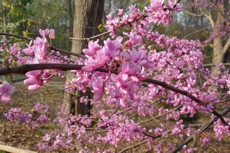 Early Spring Blooming Native Trees A Delight To Us And To Pollinators