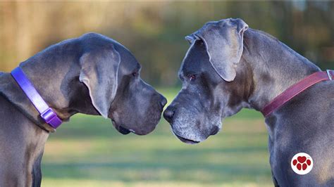 Great Dane Longevity And Health Issues Paworigins®