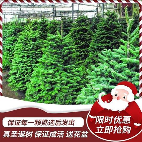 真的圣诞树盆栽真树活的挪威云杉真正的诺贝松真树松树圣诞节绿植 阿里巴巴