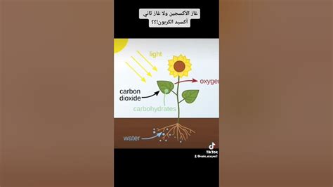 تنفس النبات غاز الأكسجين أم غاز ثاني أكسيد الكربون Youtube
