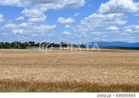 夏の終わりの小麦畑の写真素材 69690869 PIXTA