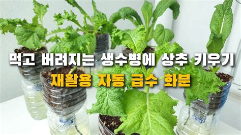 생수먹고 남은 페트병 버리지 마세요 아파트 베란다에서 무농약 상추가 쏫아집니다 너무 쉬운 페트병 재활용 자동급수화분 만드는 방법 Youtube