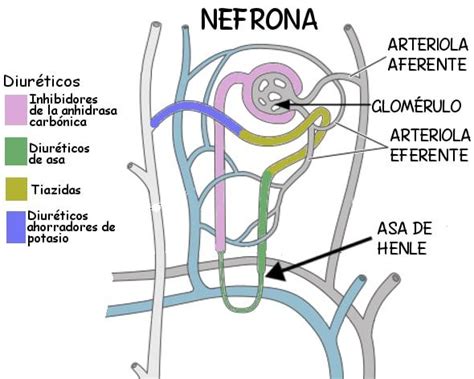 Esquema Nefrona ¡fotos And Guía 2024