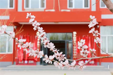 金石新闻 石家庄金石中学官网高三复读学校高三文化课补习学校艺术生文化课学校艺术生文化课冲刺