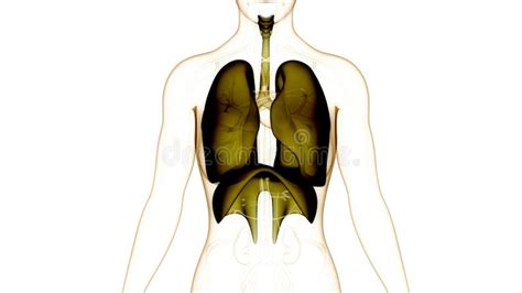 Human Internal Organs Respiratory System Lungs With Diaphragm Anatomy
