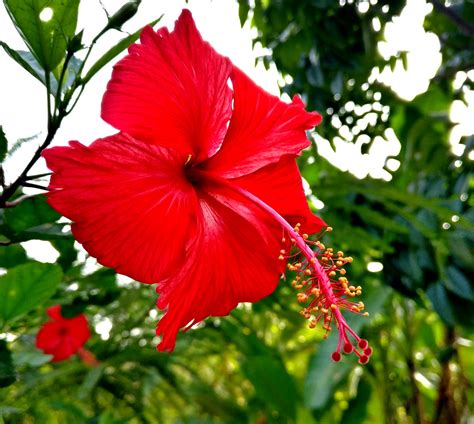 Hibiscus Botanical Name Hibiscus Rosasinensis Ayurvedic … Flickr