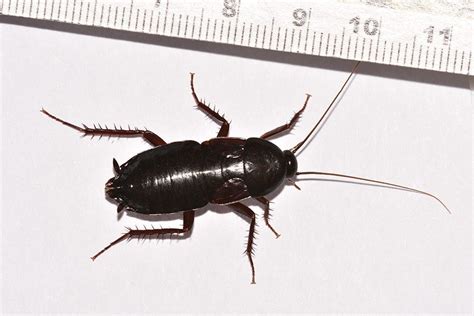 Nyc Cockroach Season Roach Cockroach Insect