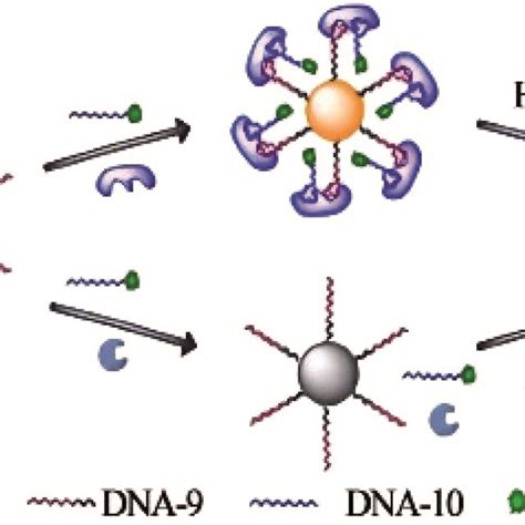 Principle Of The Dual Amplified Aptasensor Based On Bivalent Aptamers Download Scientific