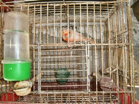 ΚΑΝΑΡΙΝΙΑ Ο ΣΠΥΡΟΣ ΩΔΙΚΑ ΠΤΗΝΑ