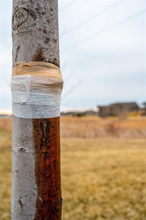 Damaged Tree With Sap Weeping Down The Bark And A Protective Bandage Wrap Stock Photo Image Of