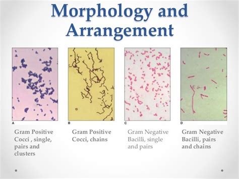 Many Gram Positive Cocci In Pairs And Chains