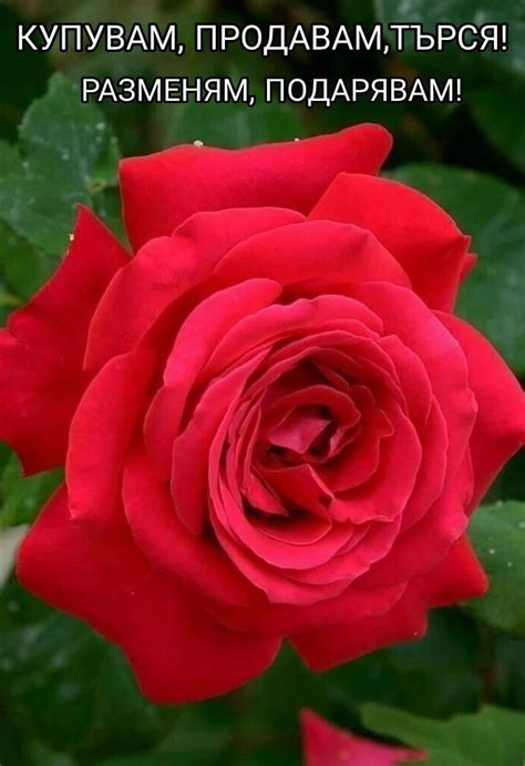 КУПУВАМ ПРОДАВАМ ТЪРСЯ РАЗМЕНЯМ ПОДАРЯВАМ Public Group Facebook