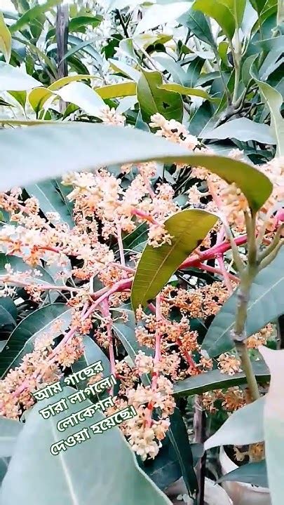 আম গাছের মুকুল বা ফুল নিয়ে ভিডিও ও ইসলামি স্ট্যাটাস Vairalshort😘 Islamicstatus😘