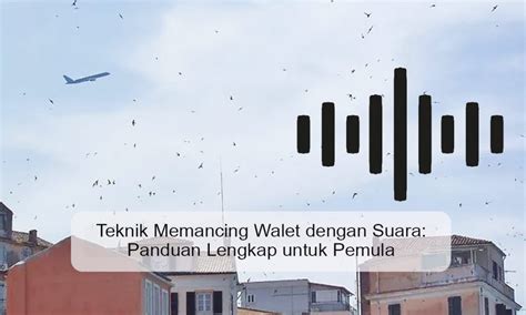 Teknik Memancing Walet Dengan Suara Panduan Lengkap Untuk Pemula
