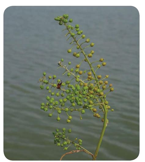 风花菜 球果蔊菜 黄石植物 图片