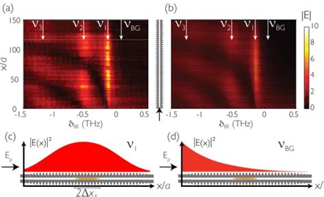 Transmission Model Atoms Trapped Along An Alligator Photonic Crystal