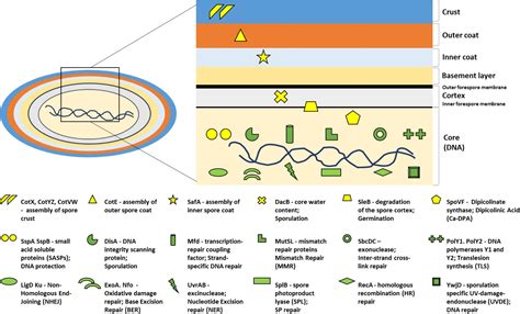 Bacillus Subtilis Spores