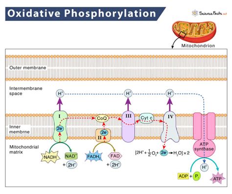Oxidative Phosphorylation Definition Location And Steps