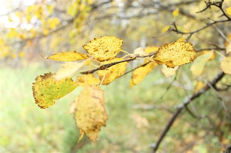 가을 나뭇잎 자연 Pixabay의 무료 사진